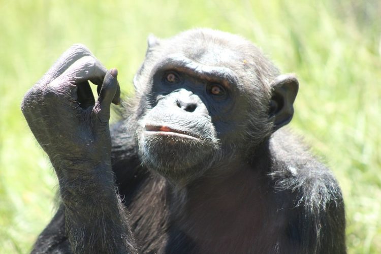Check food labels to save chimps | The Citizen