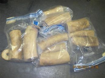 Men found with ivory after tip-off | The Citizen