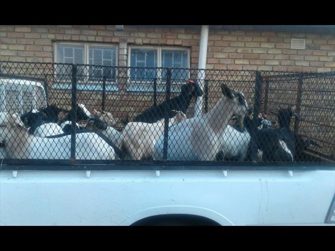 Three suspects in court for stealing livestock | The Citizen