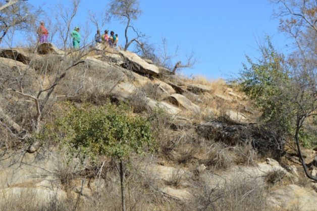 Hunt for 6-metre African rock python near primary school in KZN | The ...
