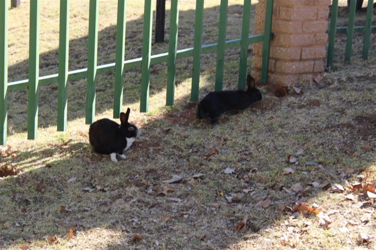Donating Benoni bunnies to a zoo may be the only option | The Citizen