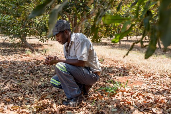 Russian investors inject R100m to save the 'failed' Zebediela farm ...