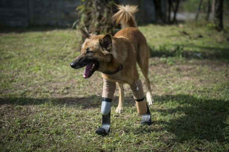 WATCH: ‘Blade runner’ legs give maimed dog new lease on life | The Citizen