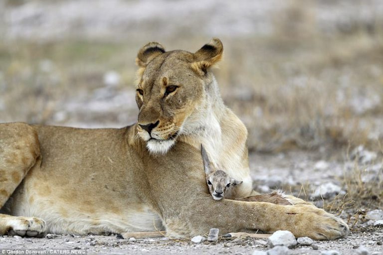 Grieving lioness adopts abandoned springbok fawn | The Citizen