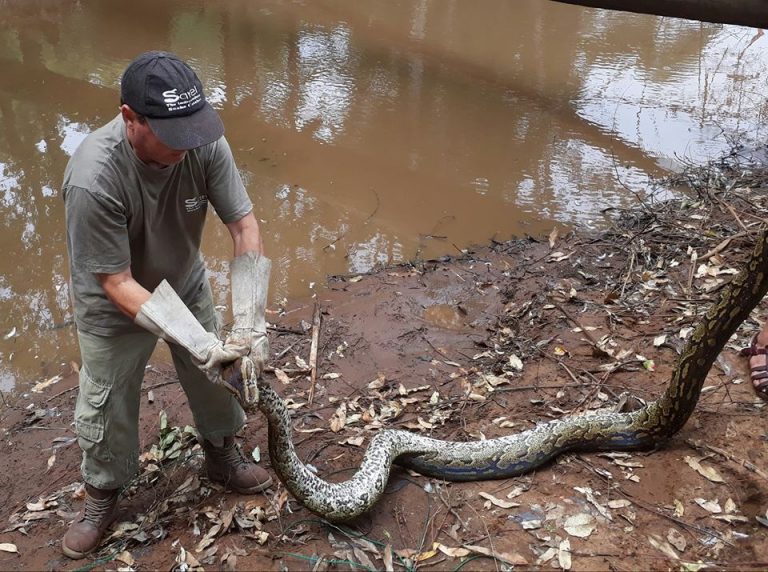 Snake catcher Sarel bags a five-metre python, Africa’s largest snake ...