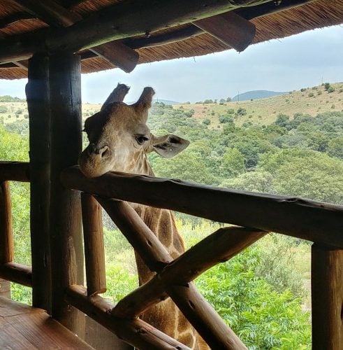 Filmmaker killed by giraffe after getting too close | The Citizen