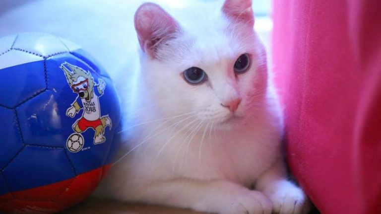 'Psychic' cat predicts Russia will win first World Cup match | The Citizen