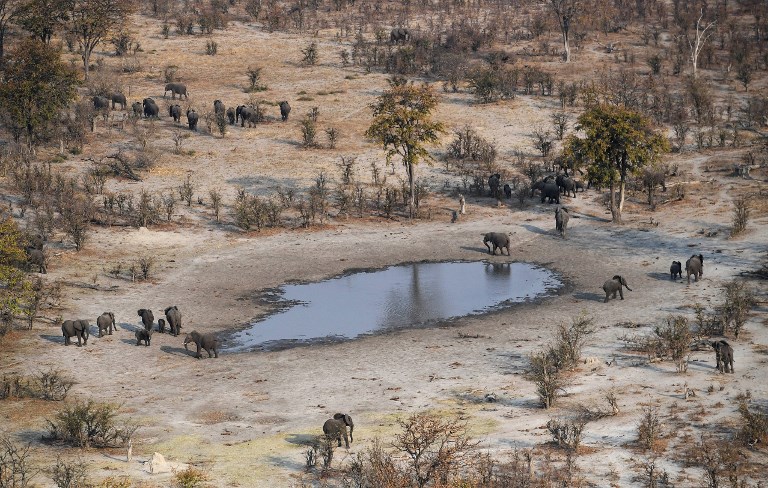 Wildlife charity lied about 87 elephants poached in Botswana | The Citizen