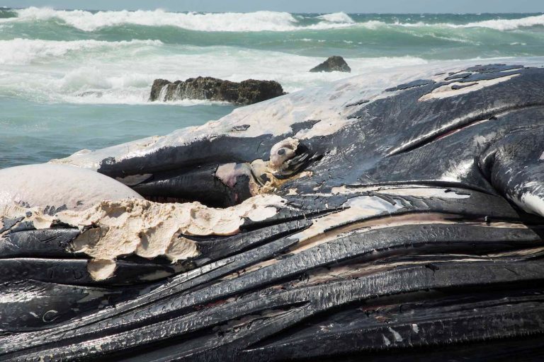 Whale carcass removed from fishing nets and released into deep sea ...