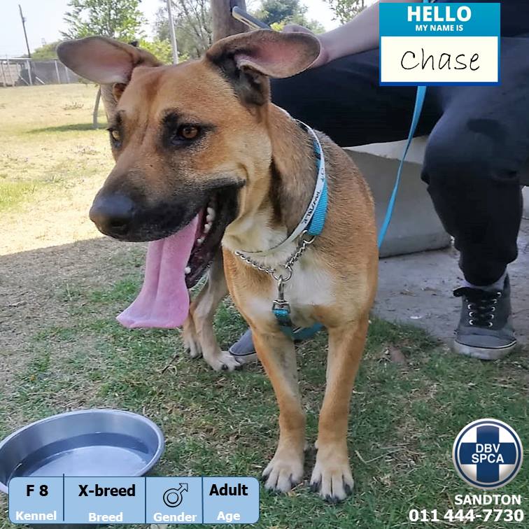 Adorable pooches up for adoption at Sandton SPCA | The Citizen