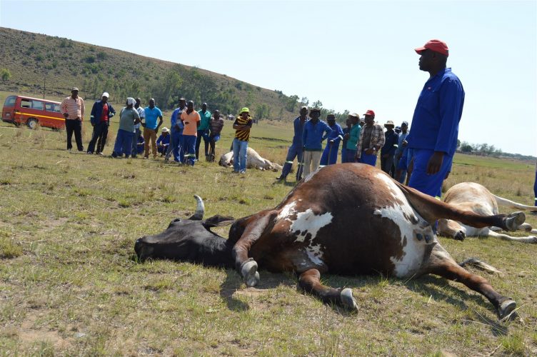 Poisoning suspected after 20 cattle and a goat found dead | The Citizen
