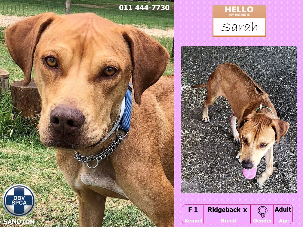 Adorable pooches up for adoption at Sandton SPCA | The Citizen