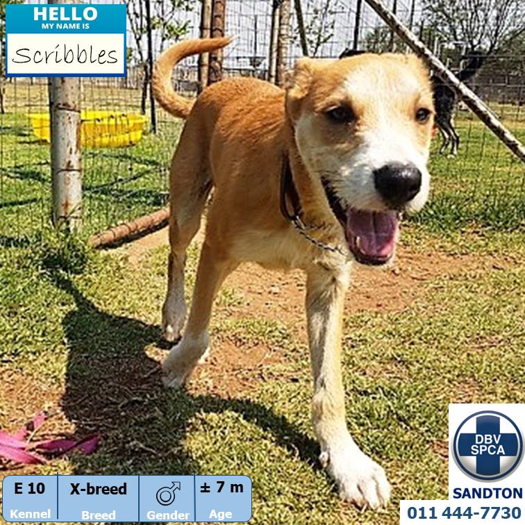 Adorable pooches up for adoption at Sandton SPCA | The Citizen