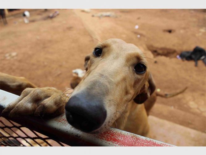 FORA animal shelter filled to capacity | The Citizen