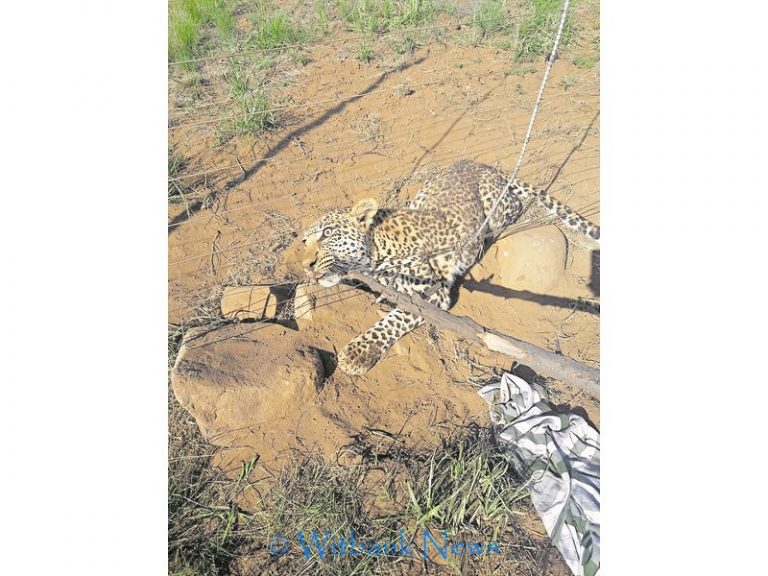 WATCH: Leopard stuck in snare on Mpumalanga farm | The Citizen