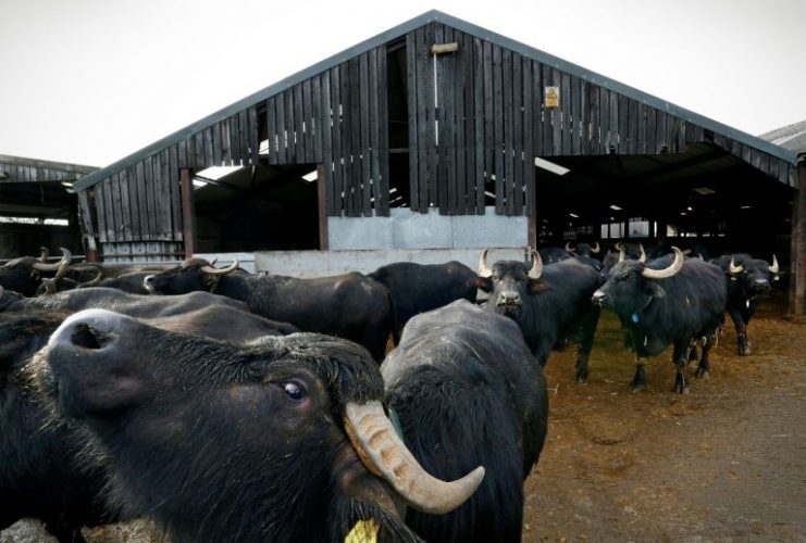SA racing legend helps Britain become mozzarella kings as Brexit looms ...