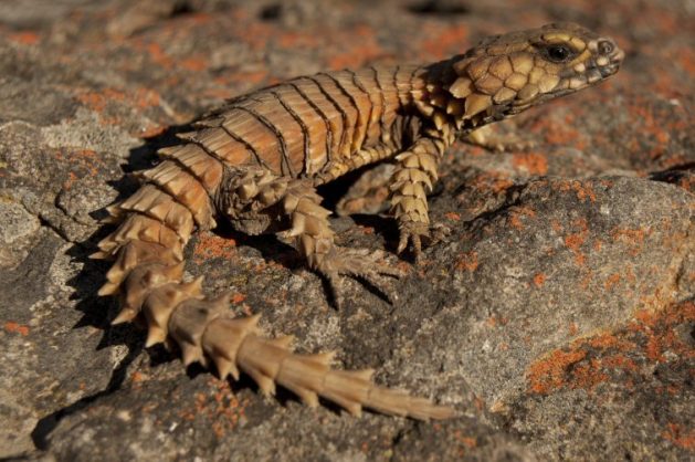 Karoo Armadillo lizards threatened as they become pets in Japan | The ...