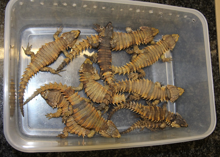Karoo Armadillo lizards threatened as they become pets in Japan | The ...