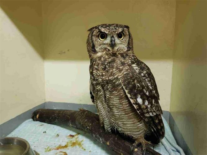 Roodepoort's beloved Spotted Eagle Owl diagnosed with deadly Trich ...