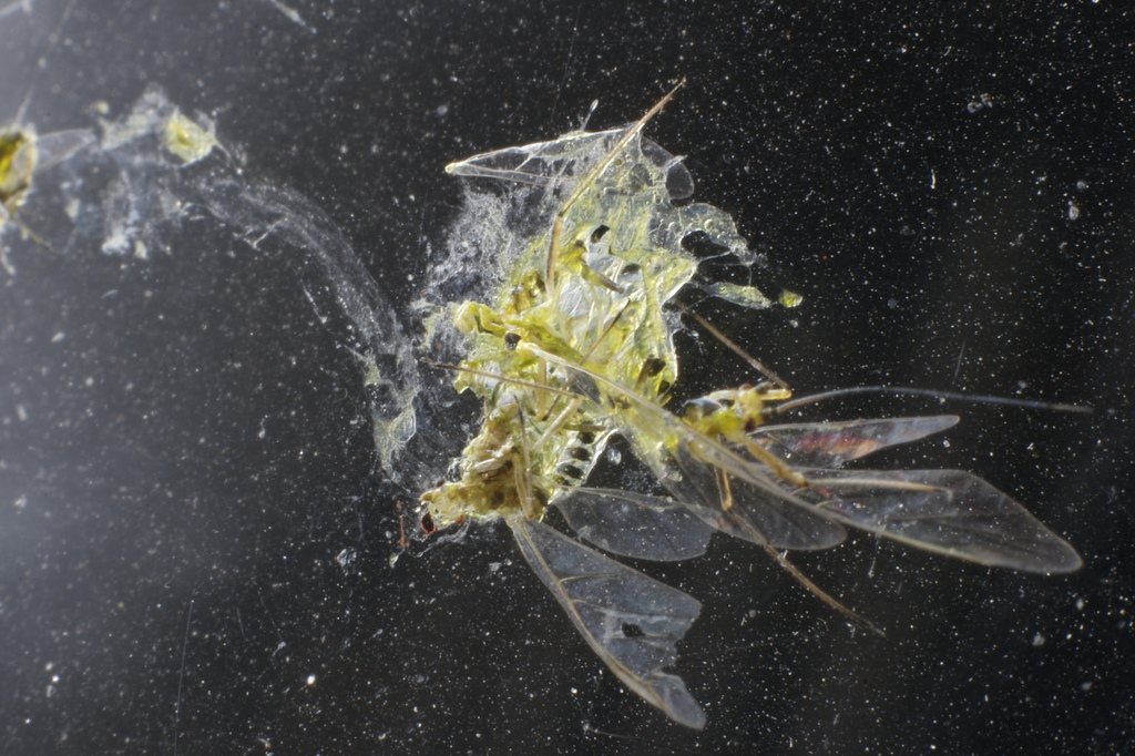 Europe's flying insect populations are declining drastically | The Citizen