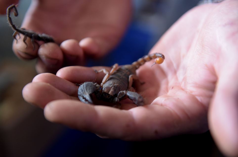 PICS: Youngsters explore underrated creatures at this year's Yebo Gogga ...