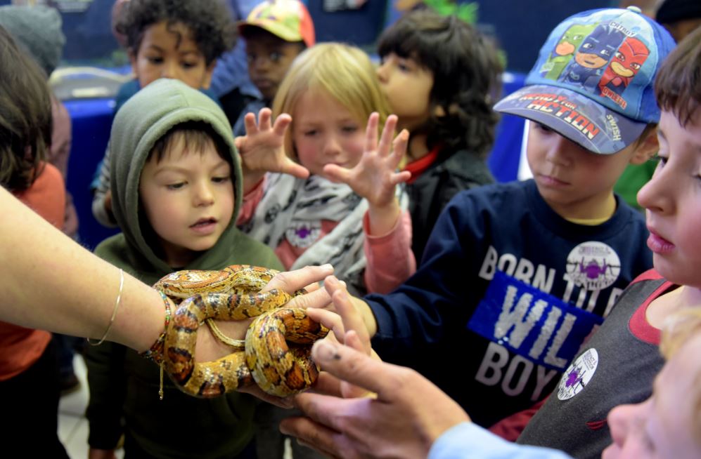 PICS: Youngsters explore underrated creatures at this year's Yebo Gogga ...