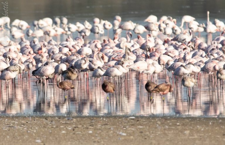 Flamingos finally flourish, but power lines are their newest enemy ...