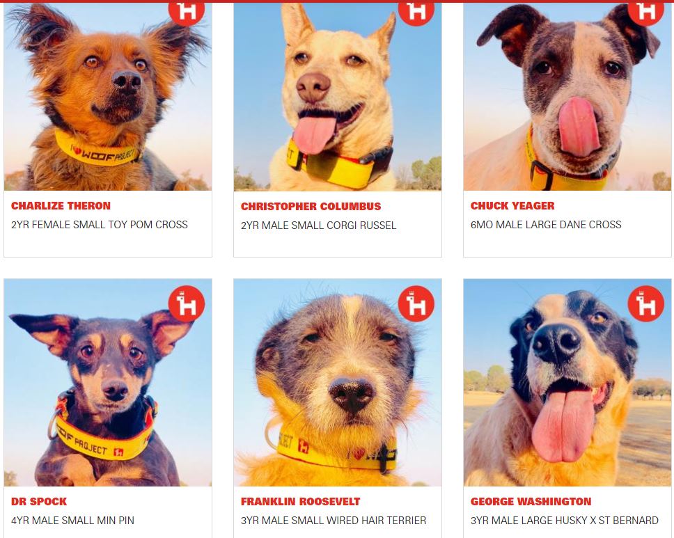 Love at first lick: WOOF Project aims to set dog adoption record | The ...
