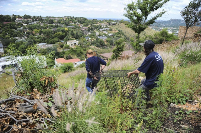PICS: Baboon Bruce is safely away from city... but it wasn't easy | The ...
