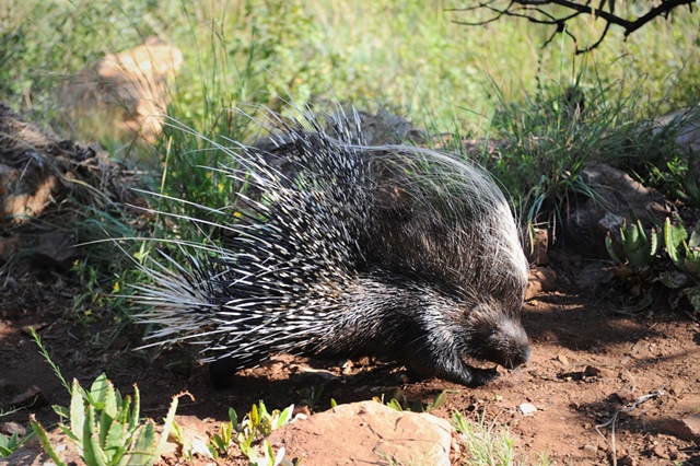 PICS: Baboon Bruce is safely away from city... but it wasn't easy | The ...