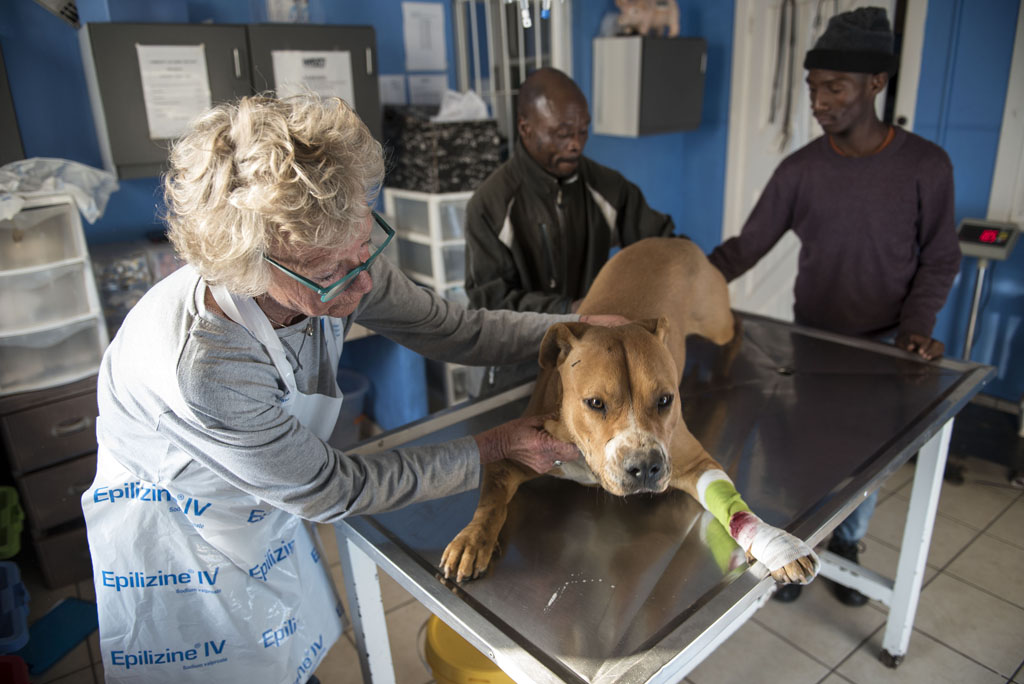 PICS: Baboon Bruce is safely away from city... but it wasn't easy | The ...