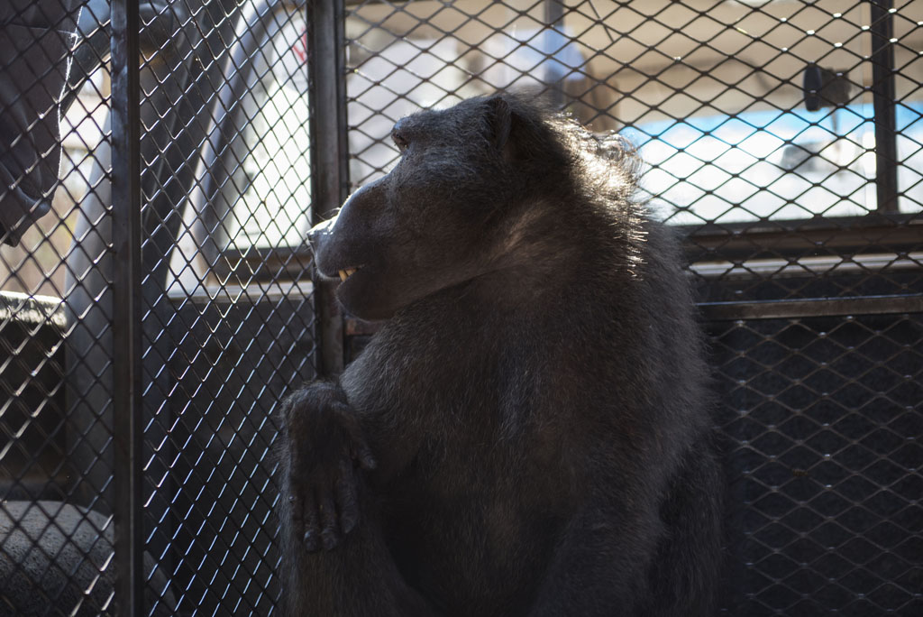 PICS: Baboon Bruce is safely away from city... but it wasn't easy | The ...