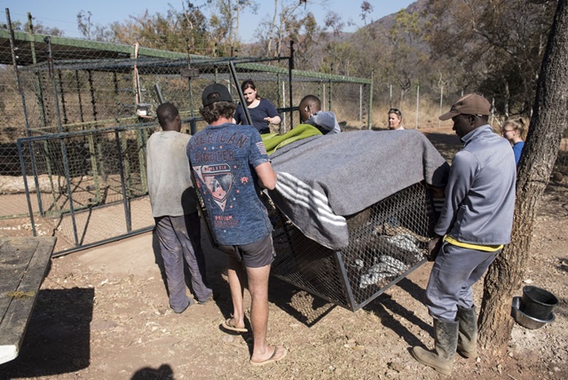 PICS: Baboon Bruce is safely away from city... but it wasn't easy | The ...