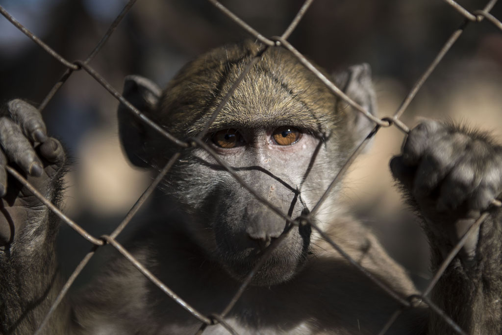 PICS: Baboon Bruce is safely away from city... but it wasn't easy | The ...