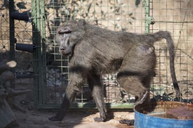 PICS: Baboon Bruce is safely away from city... but it wasn't easy | The ...