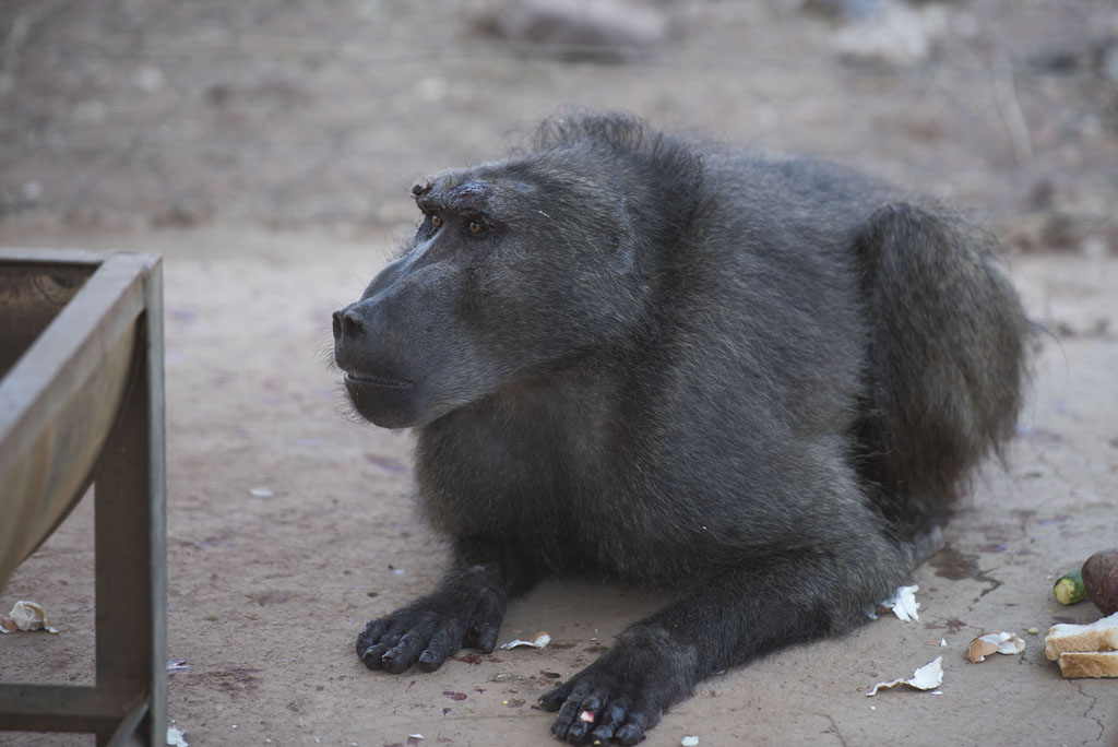 PICS: Baboon Bruce is safely away from city... but it wasn't easy | The ...