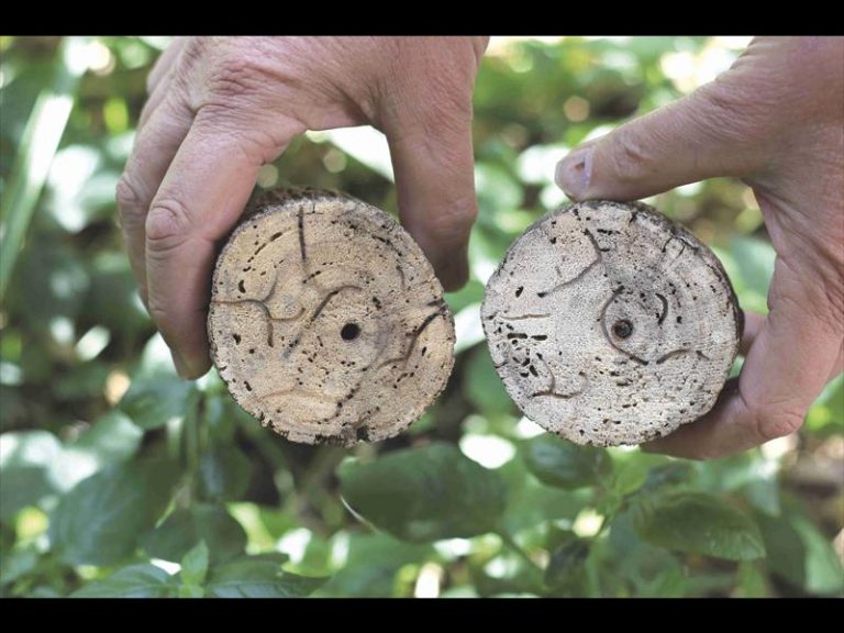 Alien invasive castor oil plant hosts dangerous shot hole borer beetle ...