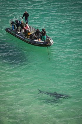 WATCH: Discovery captures jaw-dropping footage of great white sharks ...