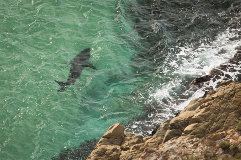 WATCH: Discovery captures jaw-dropping footage of great white sharks ...