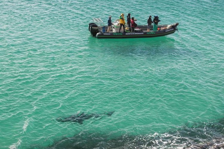 WATCH: Discovery captures jaw-dropping footage of great white sharks ...