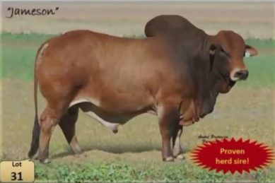 ‘Cattle-obsessed’ Ramaphosa buys bull for R500K | The Citizen