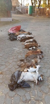 SPCA investigates 26 animal carcasses found dumped in Rustenburg | The ...