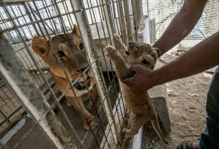 Animals at cramped Gaza zoo still neglected after reopening | The Citizen