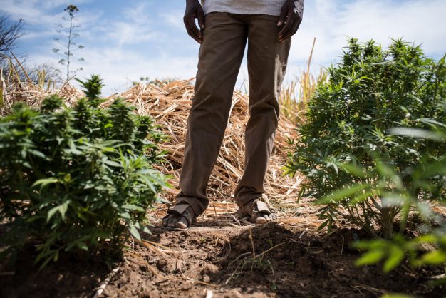 Rustic Rastas: The Mpumalanga village where everyone loves the herb ...