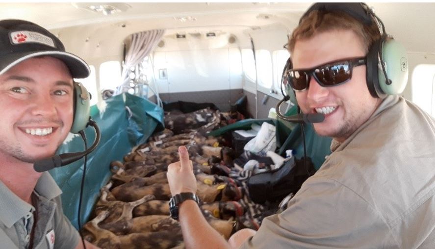 African Wild Dogs reintroduced to Mozambique’s Gorongosa National Park ...