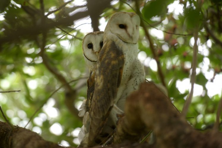 IN PICS: Owl Rescue Centre performs a labour of love | The Citizen