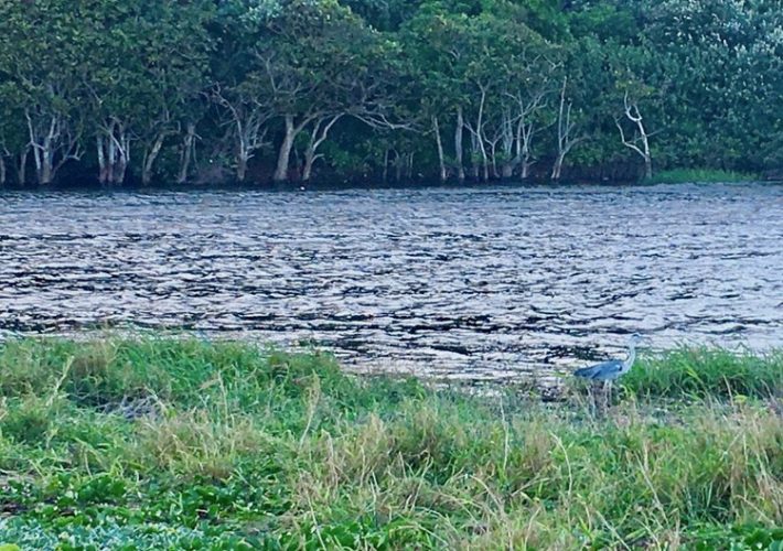 Sick Durban river spoils popular recreational lagoon | The Citizen