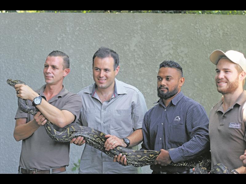 KZN snake experts microchip four-metre-long python caught at Zimbali ...