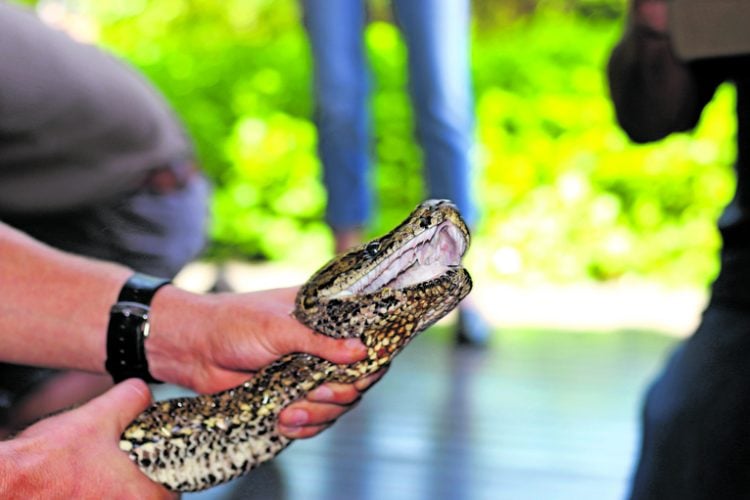 KZN snake experts microchip four-metre-long python caught at Zimbali ...