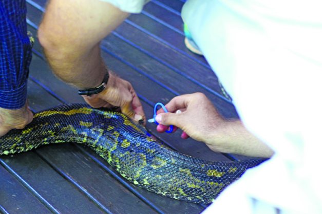 KZN snake experts microchip four-metre-long python caught at Zimbali ...